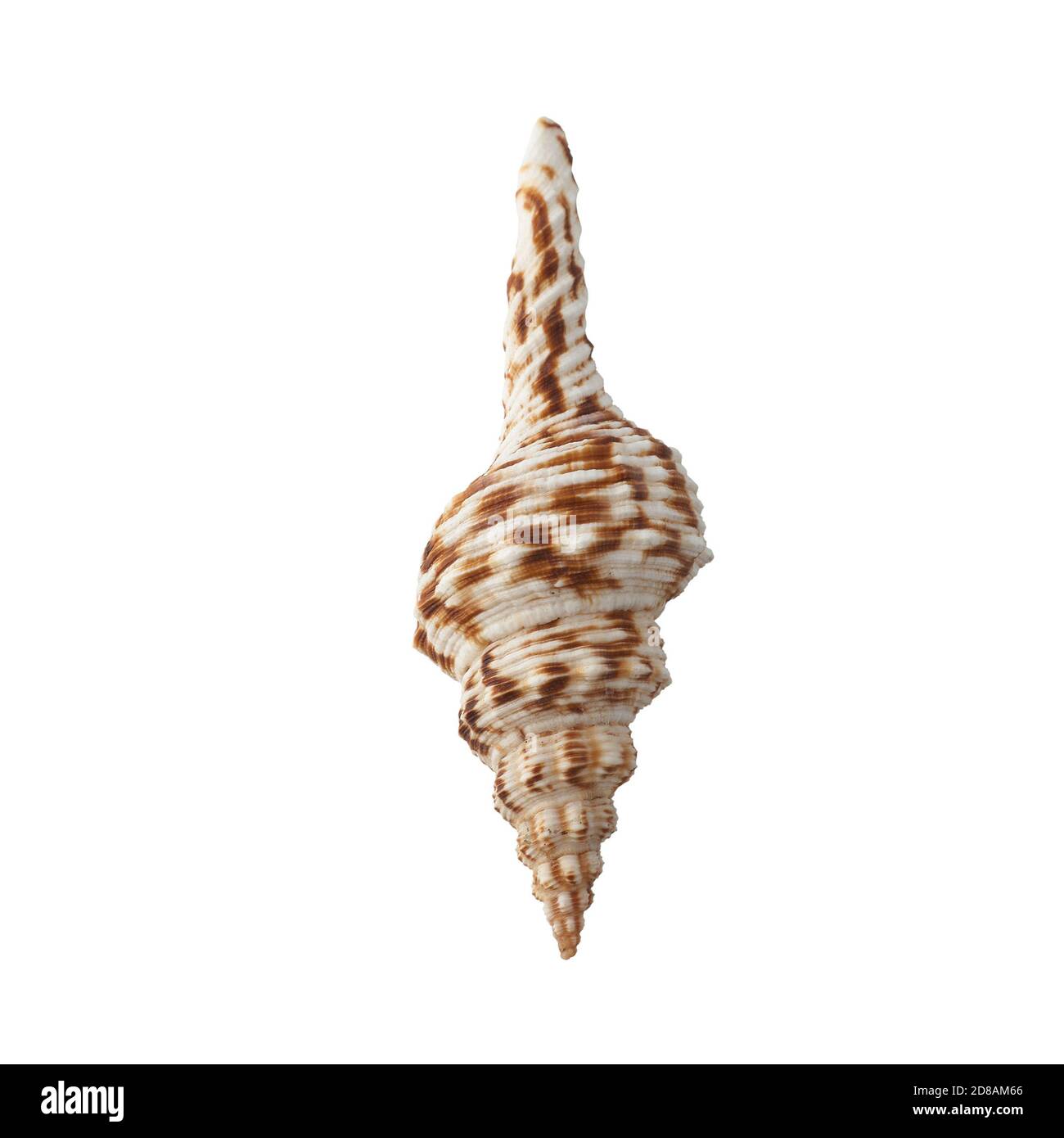 Seashell isolated on white background top view Stock Photo - Alamy