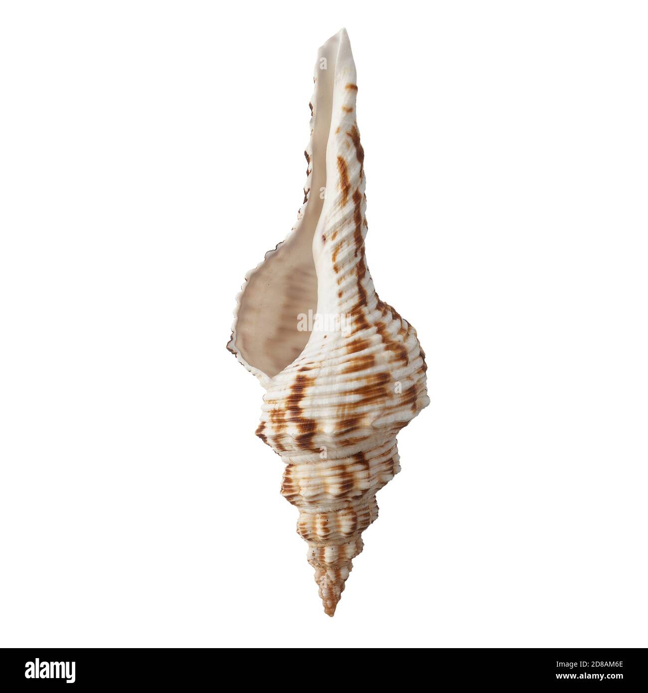 Seashell isolated on white background top view Stock Photo - Alamy