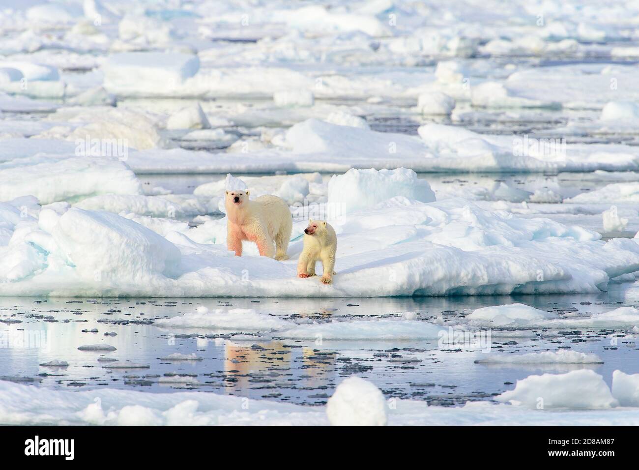 Blood stained polar bear with cub (Ursus maritimus), Svalbard, Norway ...
