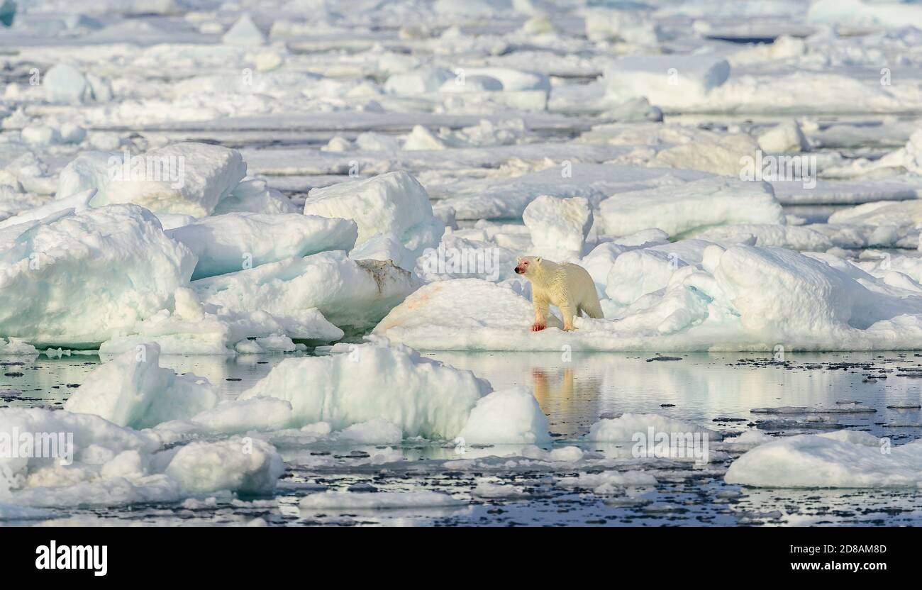 Blood stained polar bear (Ursus maritimus), Svalbard, Norway Stock ...