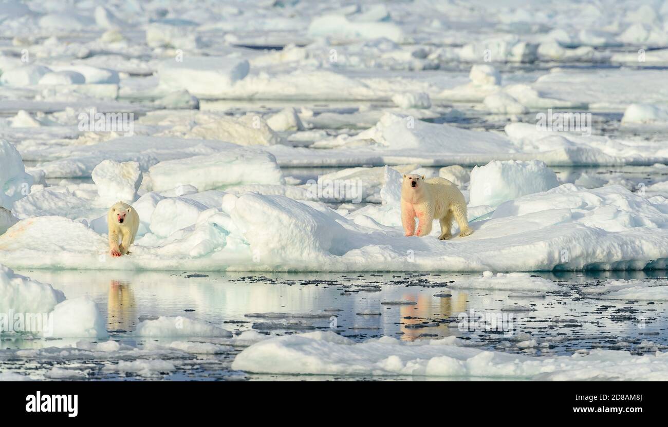 Blood stained polar bear with cub (Ursus maritimus), Svalbard, Norway ...