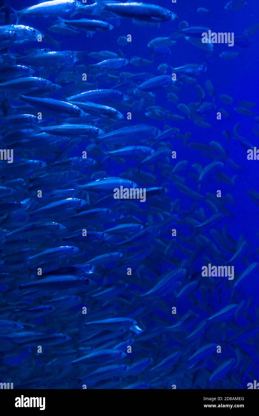 Arenques hi-res stock photography and images - Alamy