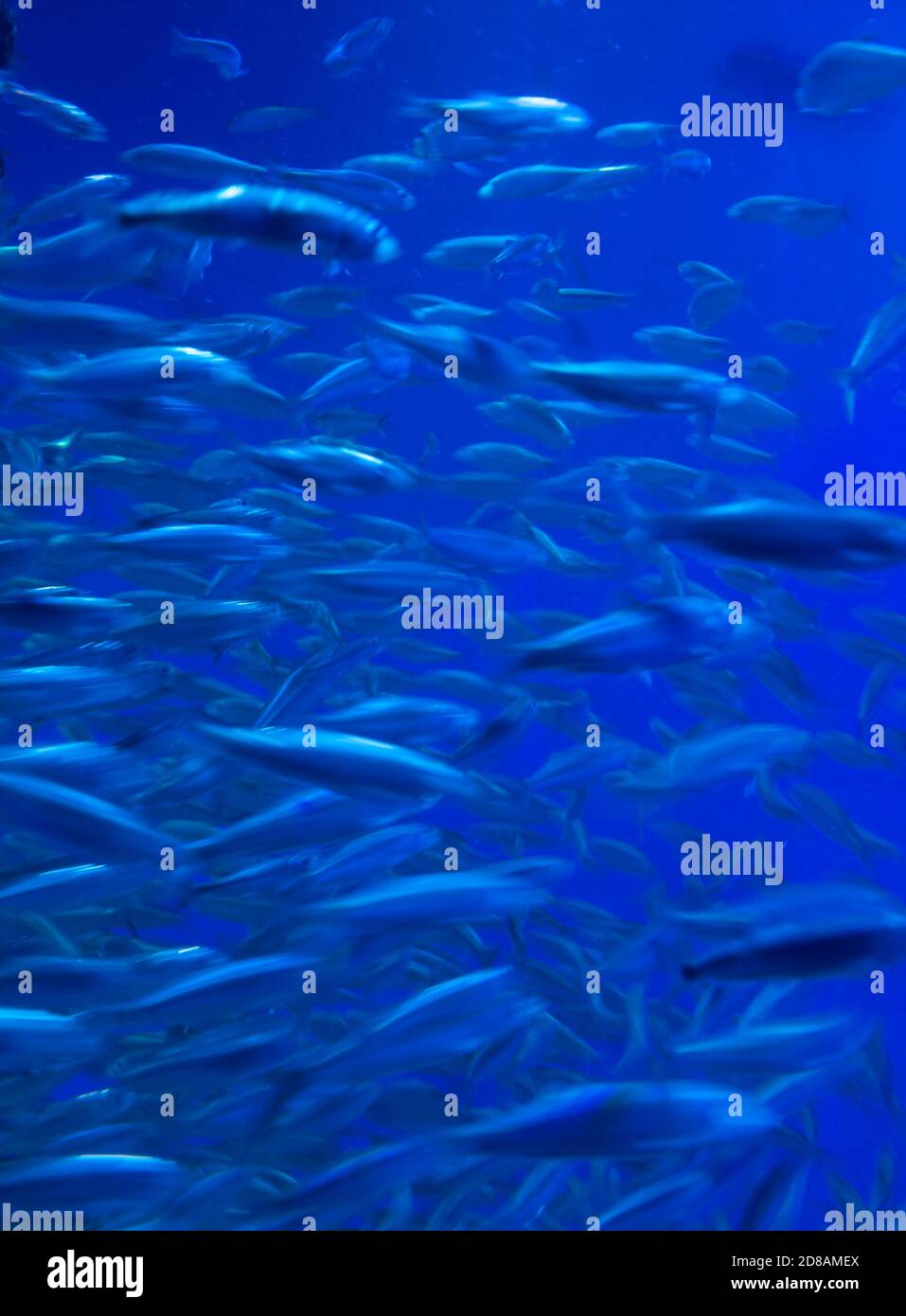 Arenques hi-res stock photography and images - Alamy