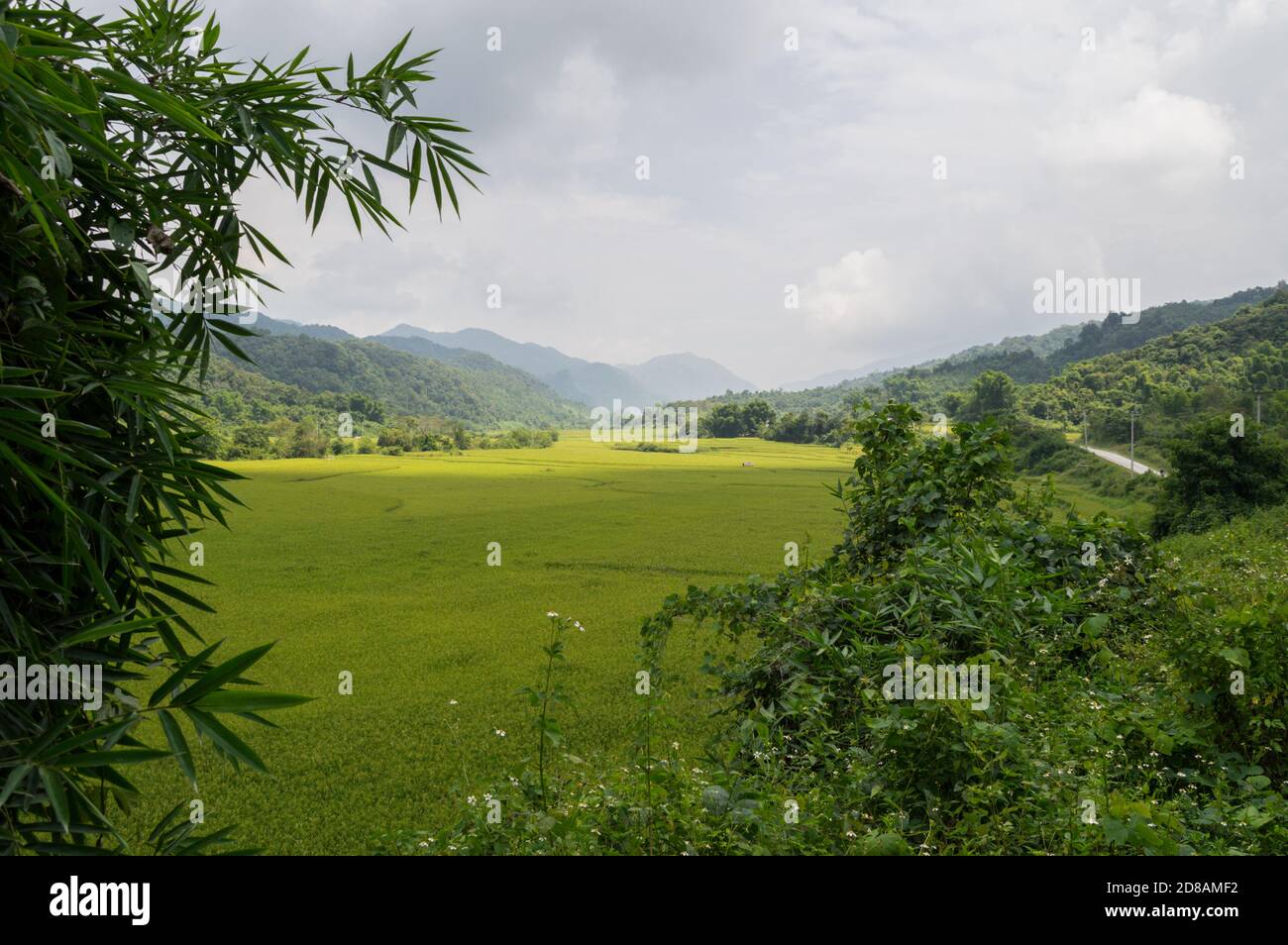 Rice Paddies in the Countryside in Laos Stock Photo - Alamy