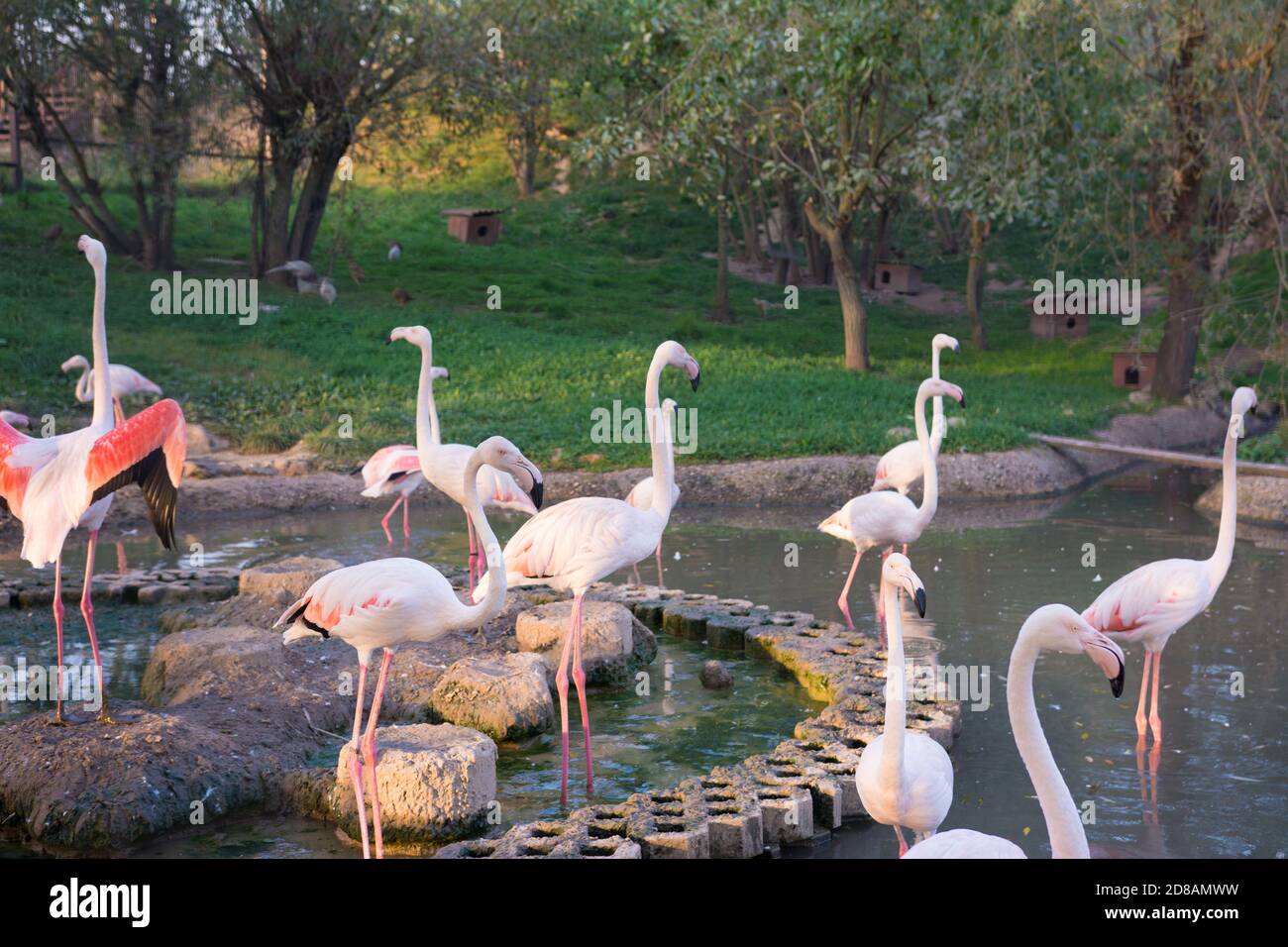 Pink flamingo in the water on a green background in zoo Stock Photo - Alamy