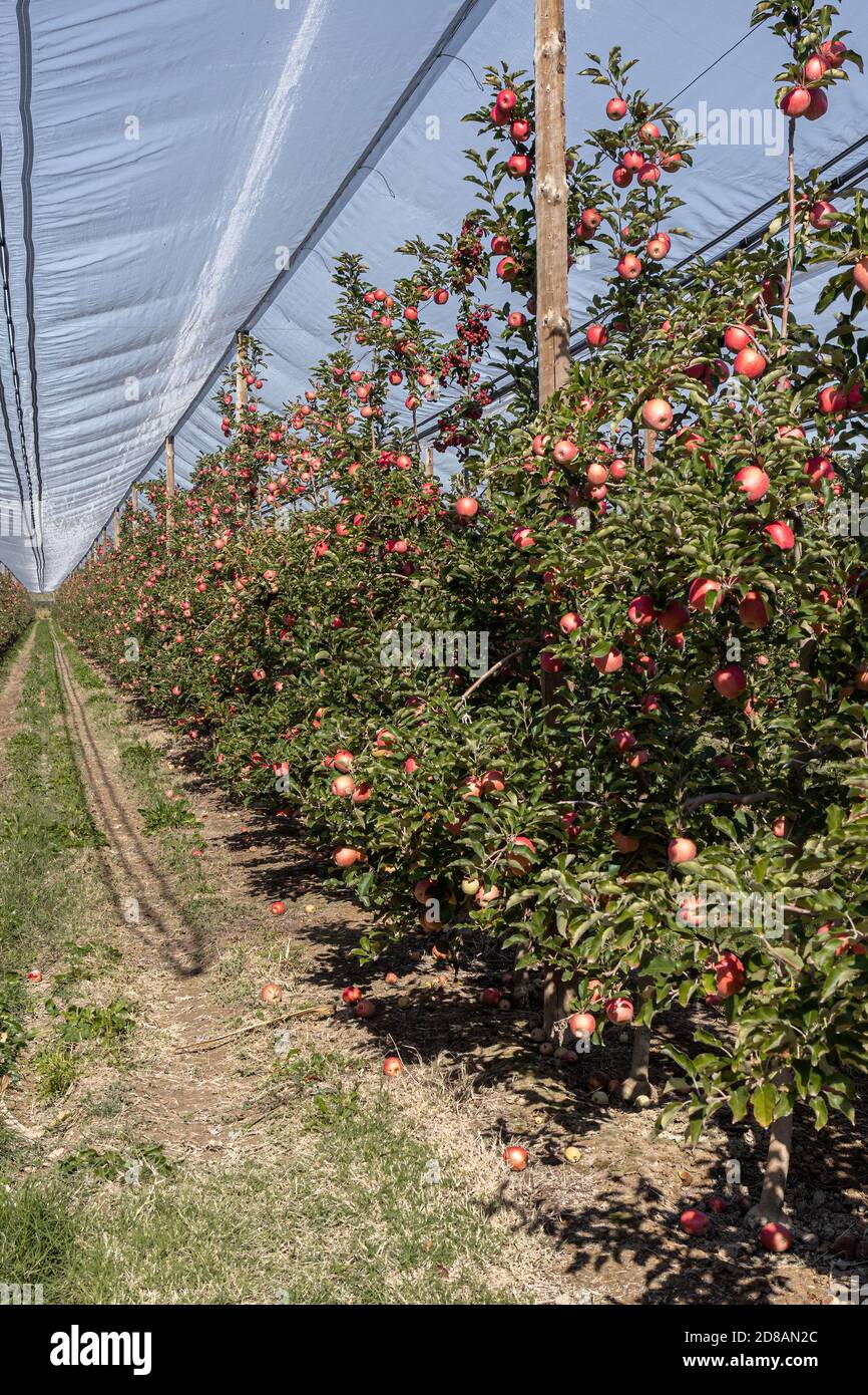 Abundant apple harvest on a Spanish apple orchard Stock Photo - Alamy