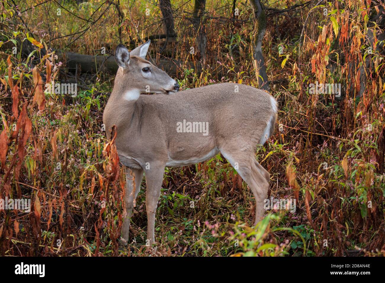 Curious deer grazing in front of colorful autumn forest clearing Stock ...
