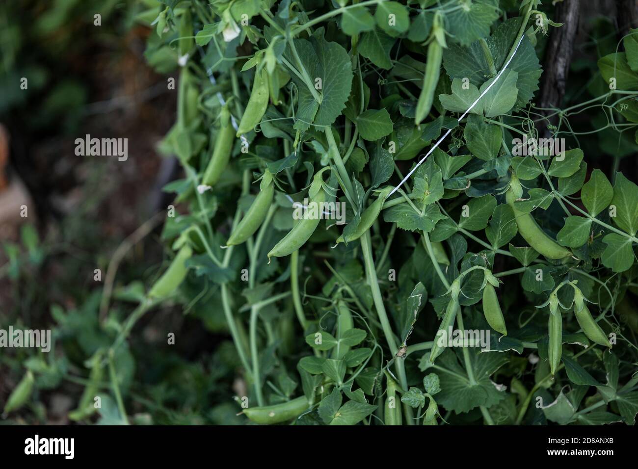 Pea plant growing in vegetable garden bearing healthy green pods and ...