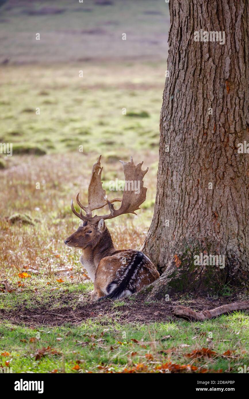 Fallow deer (Dama dama) buck with palmate antlers resting under a tree ...