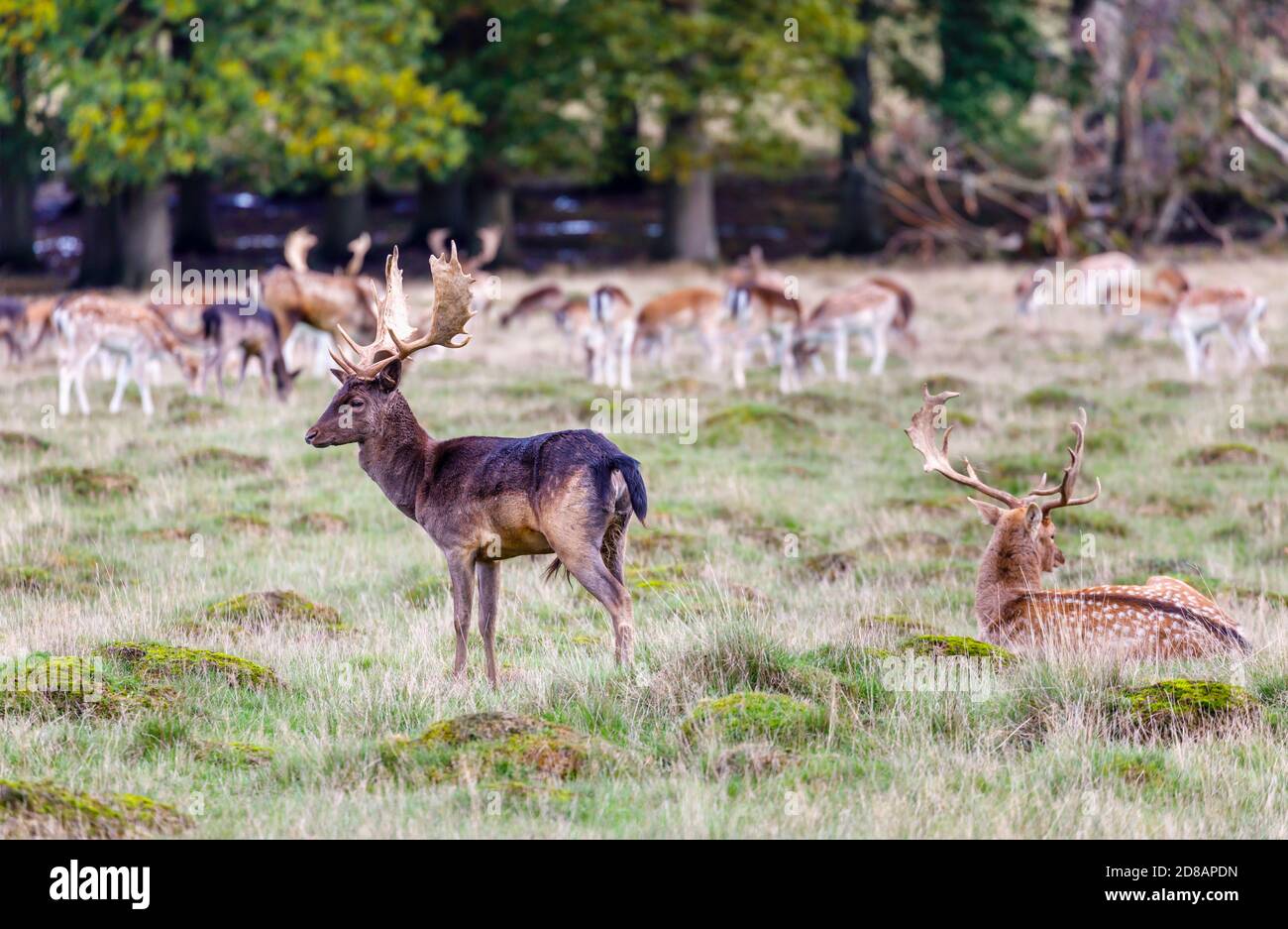 A melanistic fallow deer (Dama dama) buck with palmate antlers stands ...