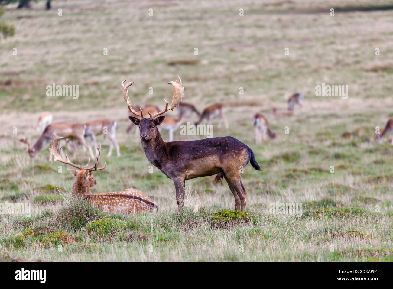 A melanistic fallow deer (Dama dama) buck with palmate antlers stands ...