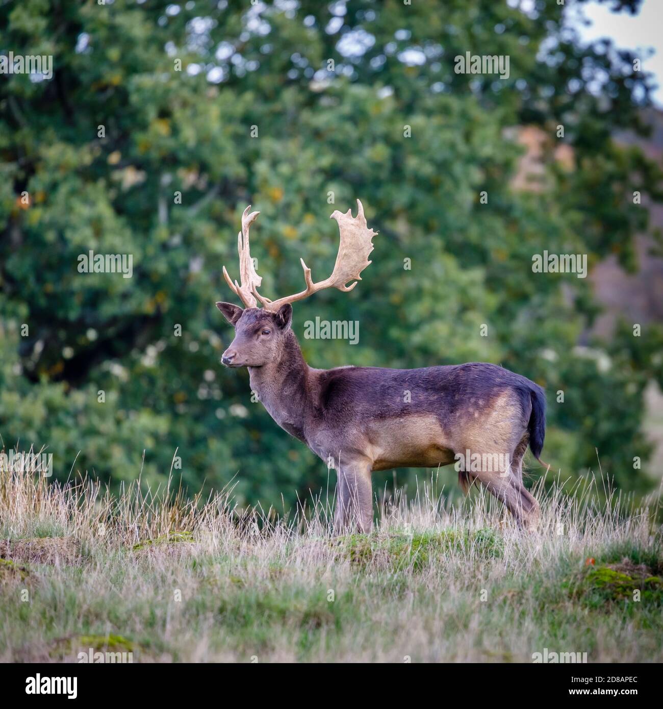 A melanistic fallow deer (Dama dama) buck with palmate antlers stands ...
