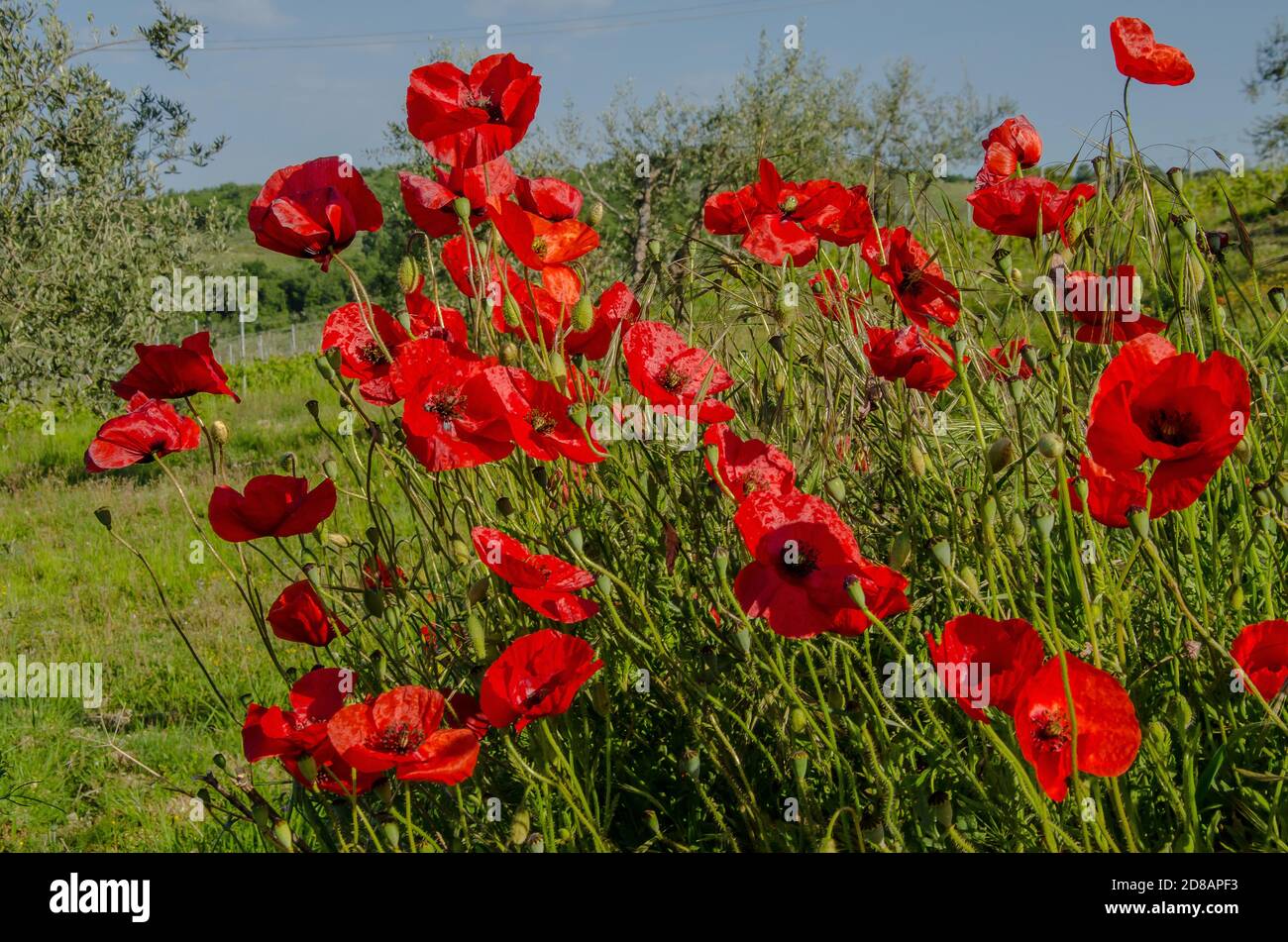 Normal poppies in a field. Poppies have long been used as a symbol of ...