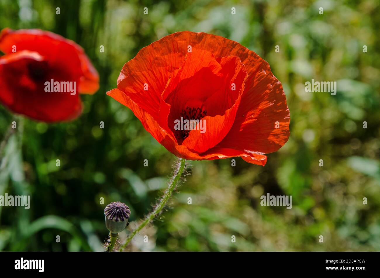 Normal poppies in a field. Poppies have long been used as a symbol of ...