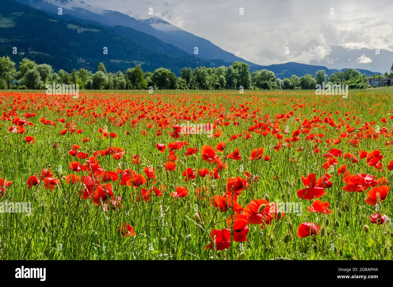 Normal poppies in a field. Poppies have long been used as a symbol of ...
