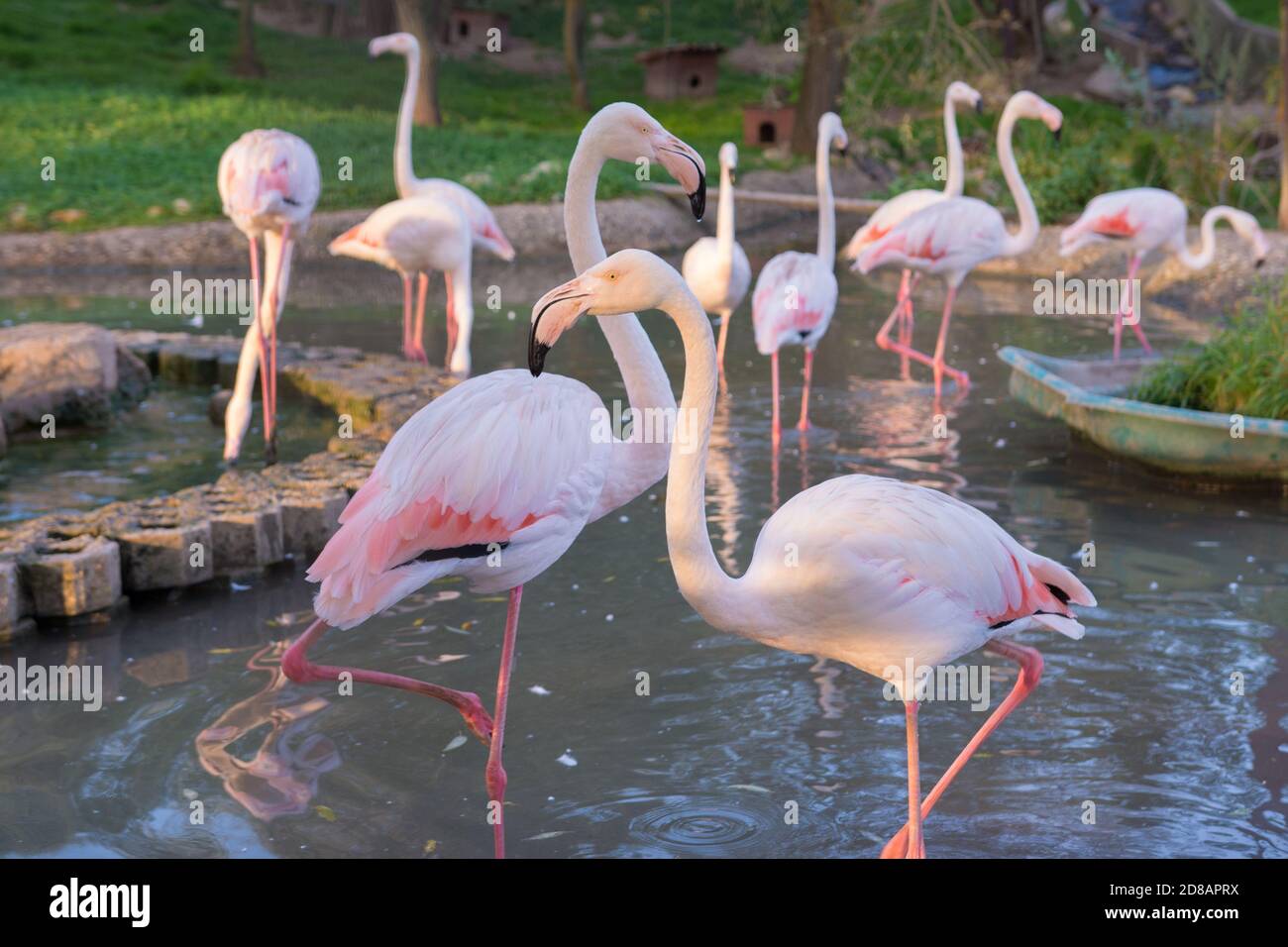 Pink flamingo in the water on a green background in zoo Stock Photo - Alamy