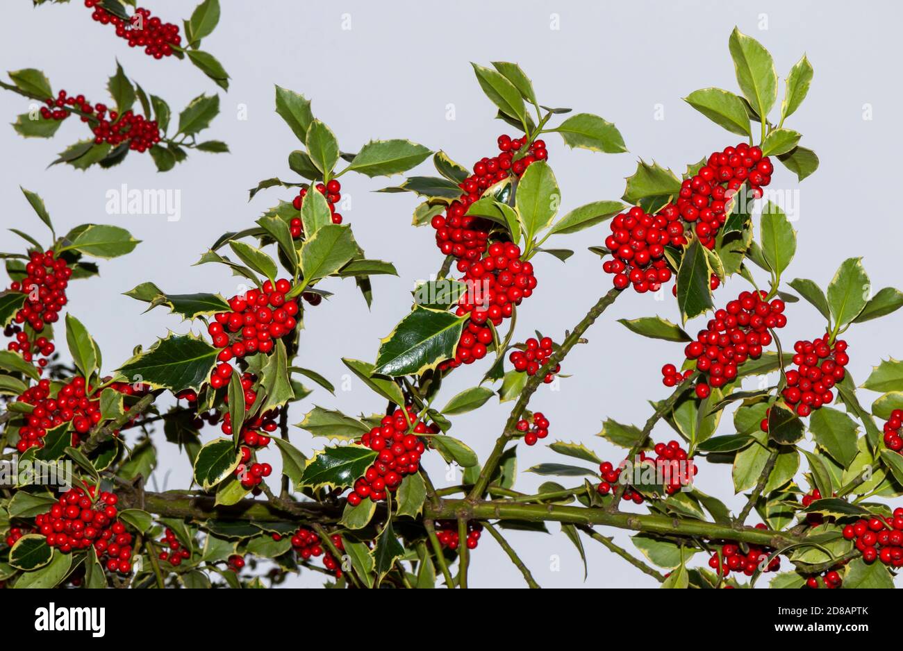 Closeup bright red holly berry clusters, with variegated green foliage ...