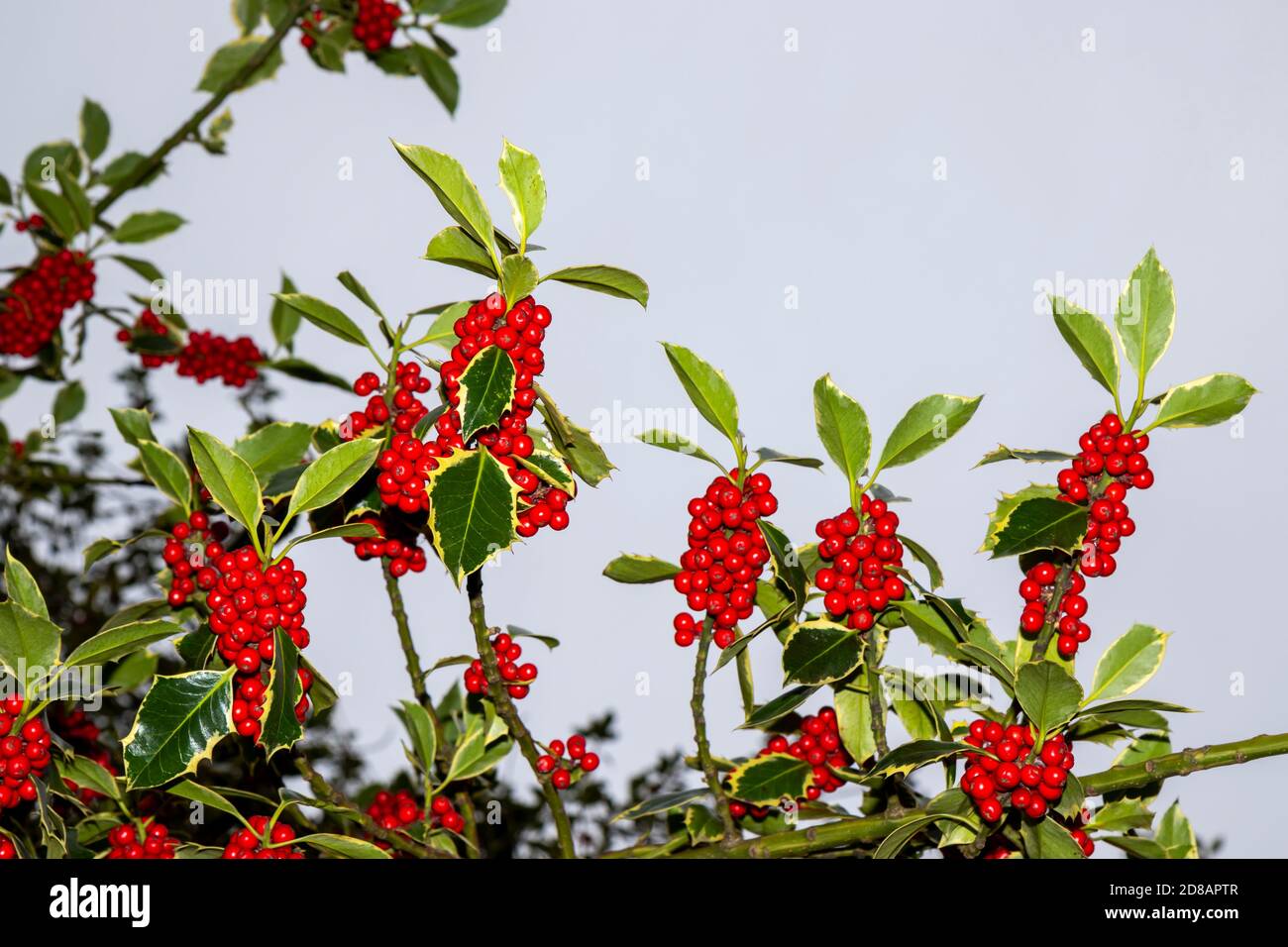 Cluster of holly berries hi-res stock photography and images - Alamy