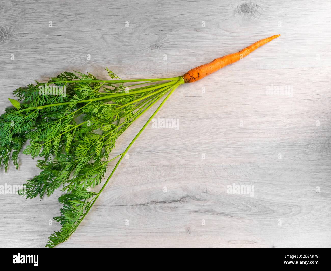 Orange natural carrot with a fluffy long tail. On a light background ...