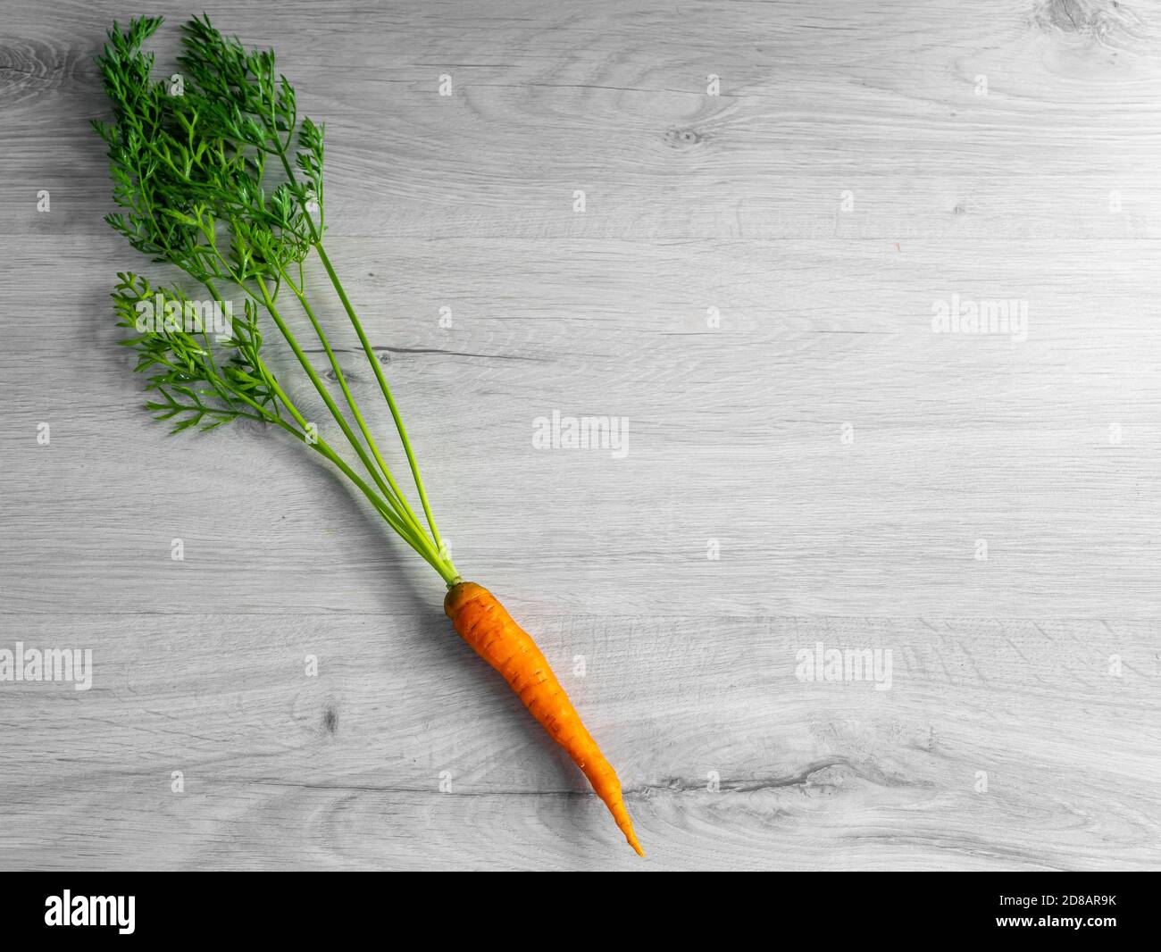 Orange natural carrot with a fluffy long tail. On a light background ...