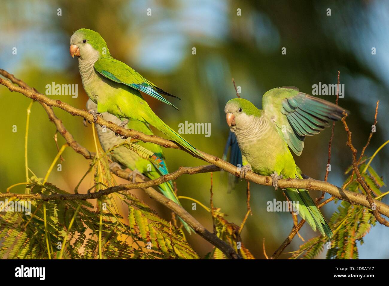 Monk Parakeet Myiopsitta monachus Costa Ballena Cadiz Spain Stock Photo ...