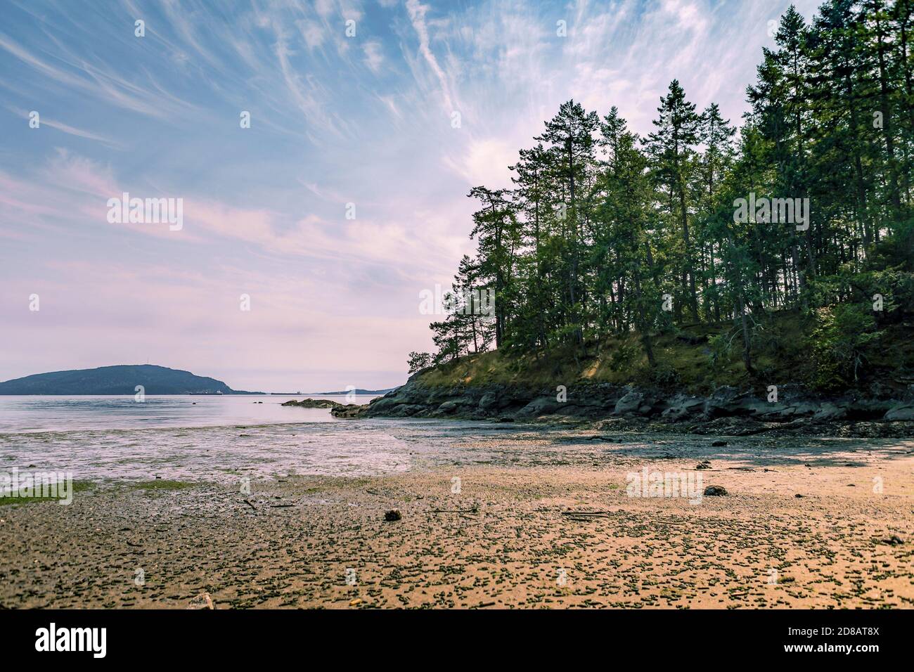 Beautiful shot sandy forest hi-res stock photography and images - Alamy