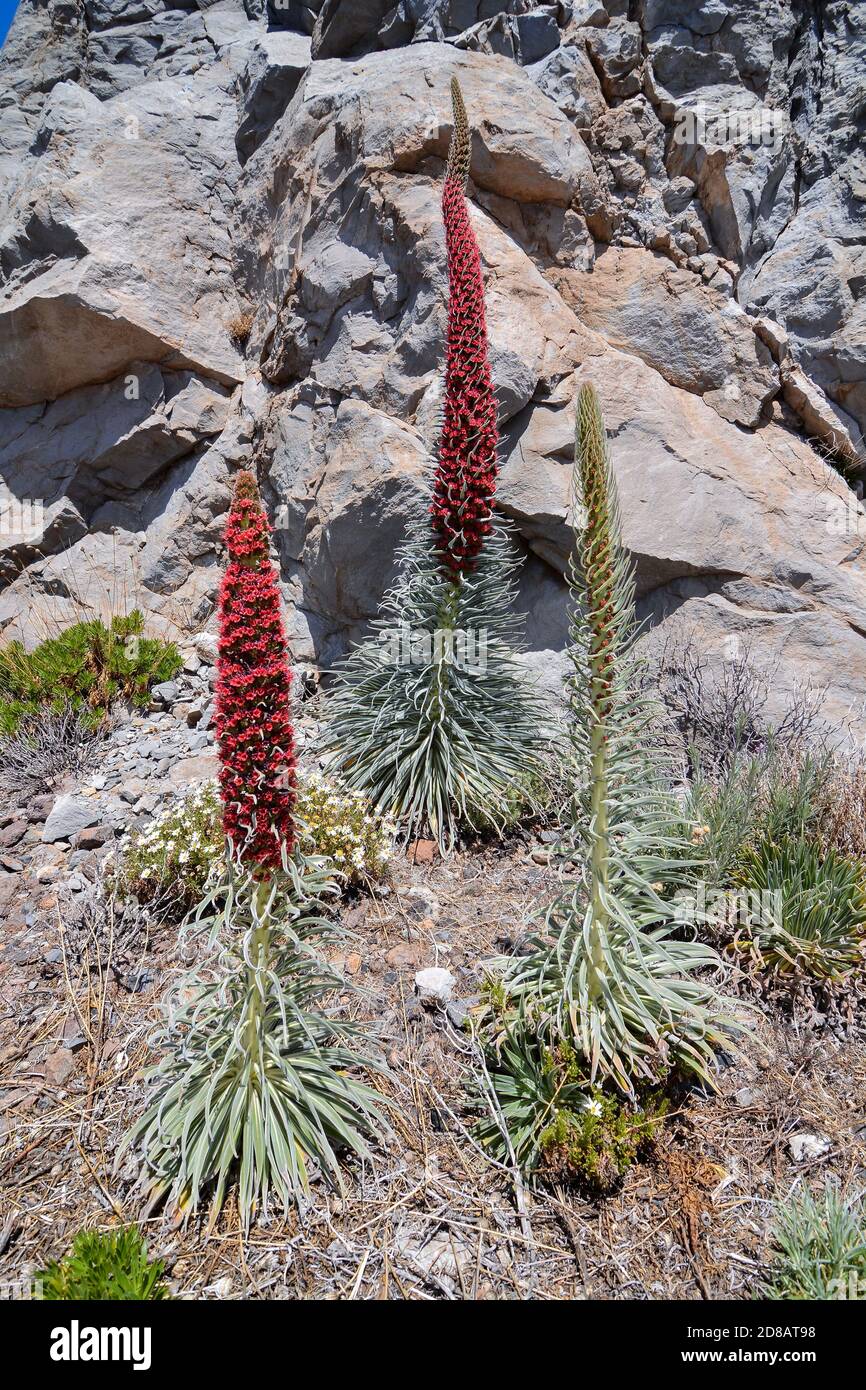 Red flowers endemic teide hi-res stock photography and images - Alamy