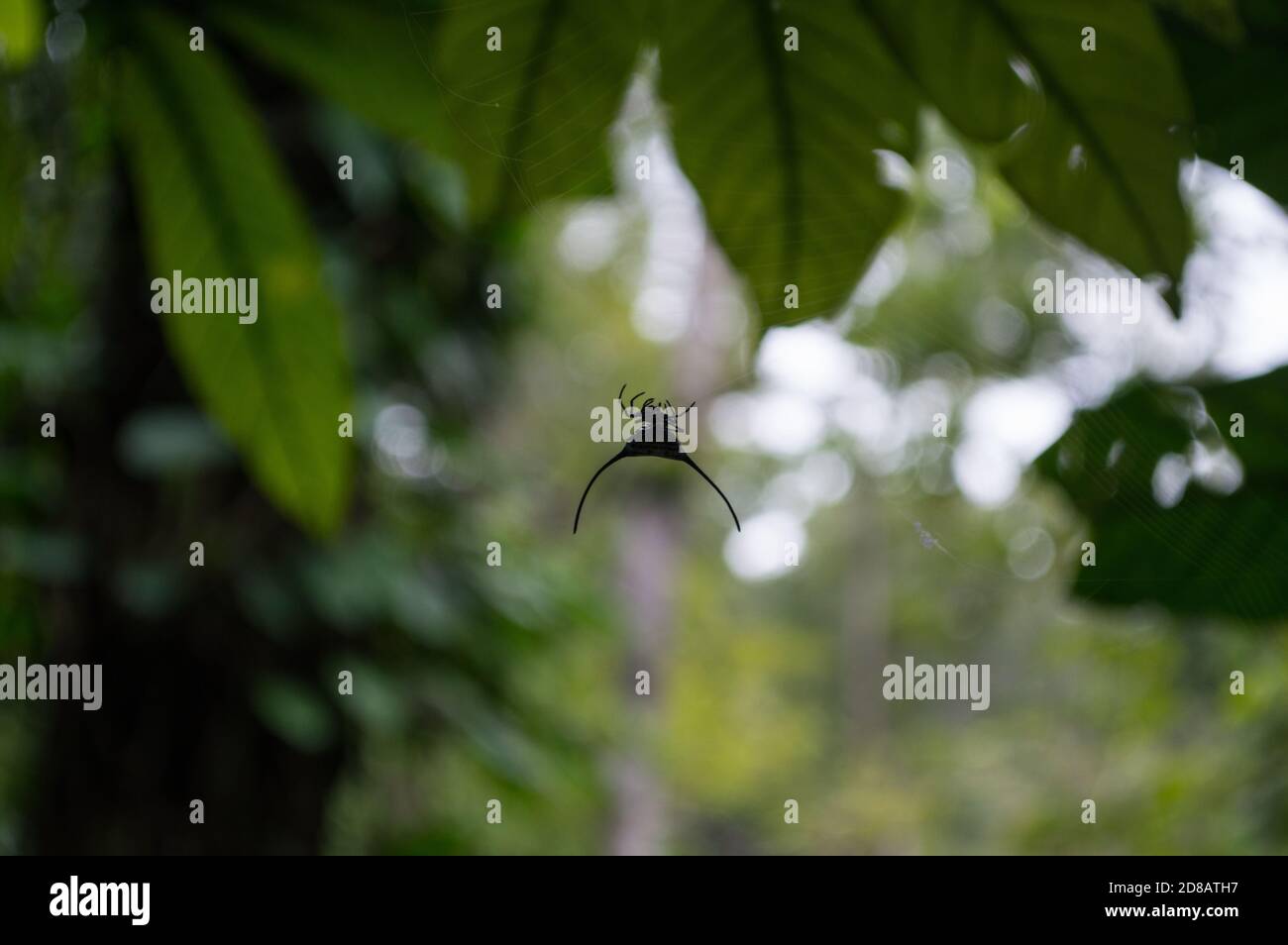 Peculiar Spider in Laos Stock Photo - Alamy