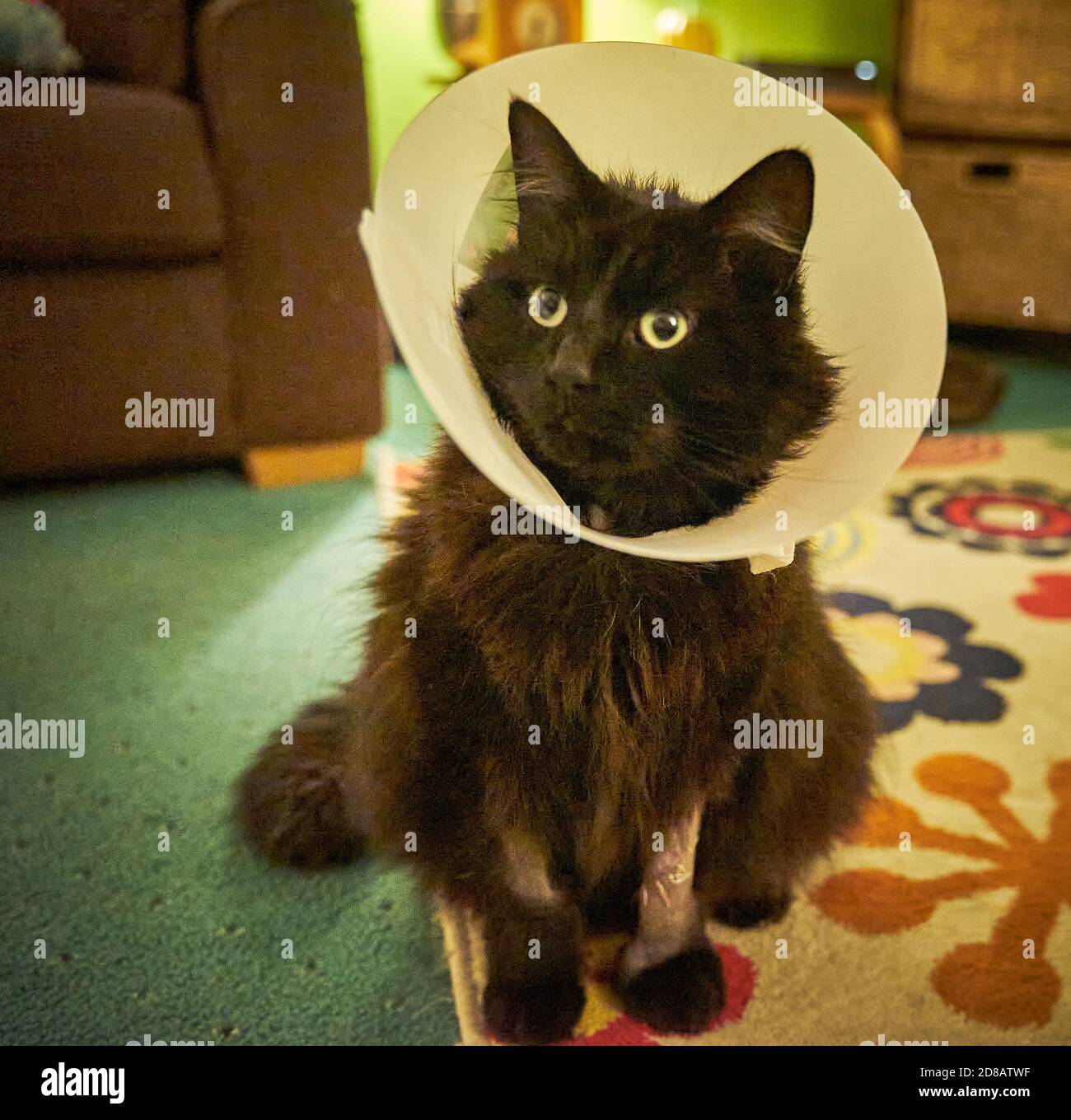Poorly black cat with neck collar on, showing his shaved legs, one with ...