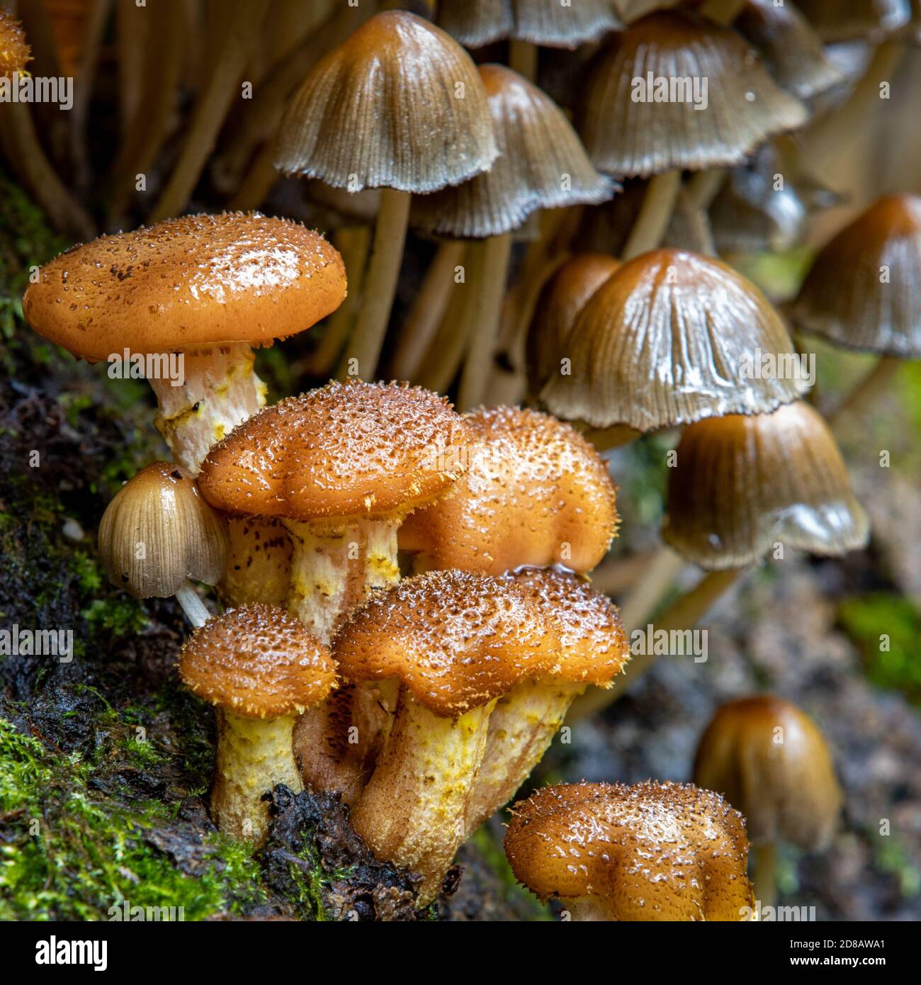 Woodland mushrooms in autumn hi-res stock photography and images - Alamy