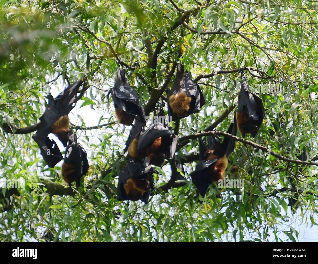 Bats are hanging upside down on a tree at Bat View Point. This is area ...