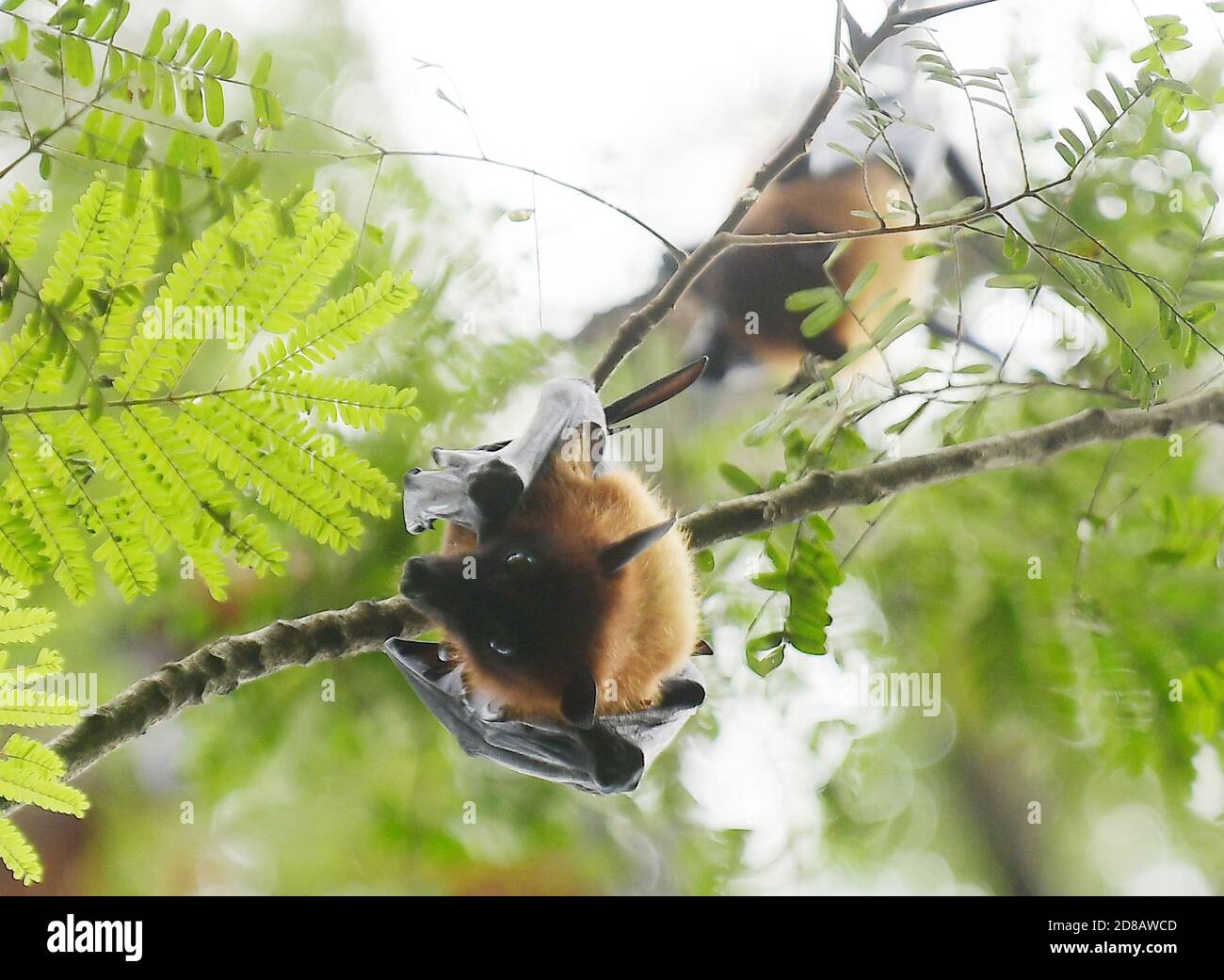 Bats are hanging upside down on a tree at Bat View Point. This is area ...