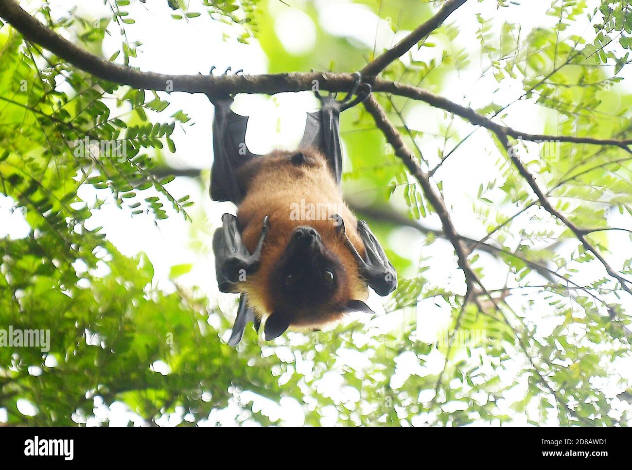 Bats are hanging upside down on a tree at Bat View Point. This is area ...