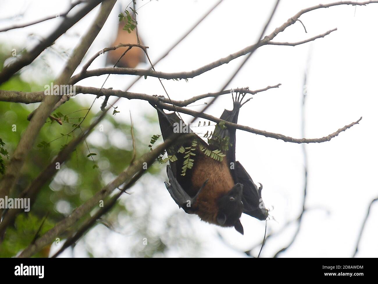 Bats are hanging upside down on a tree at Bat View Point. This is area ...