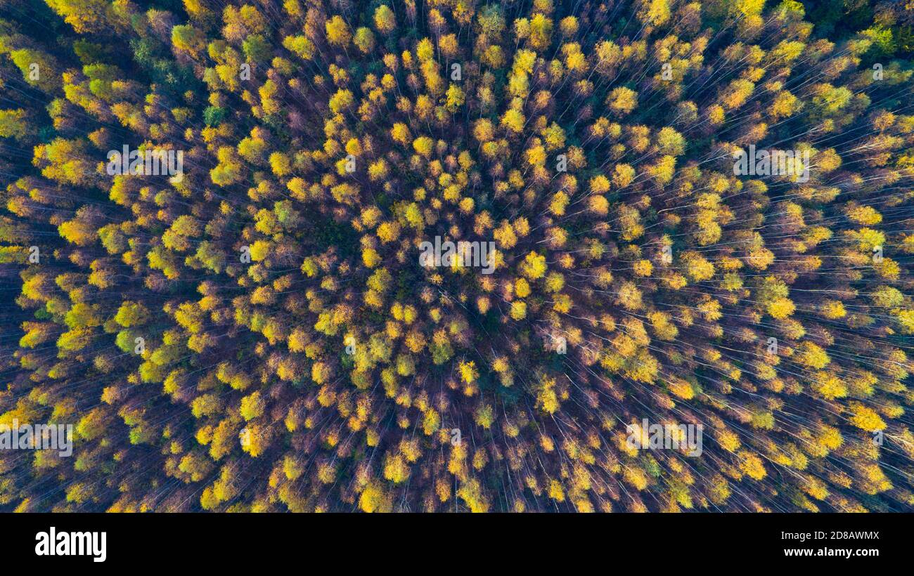 Aerial top view autumn forest, Texture of forest view from above Stock ...