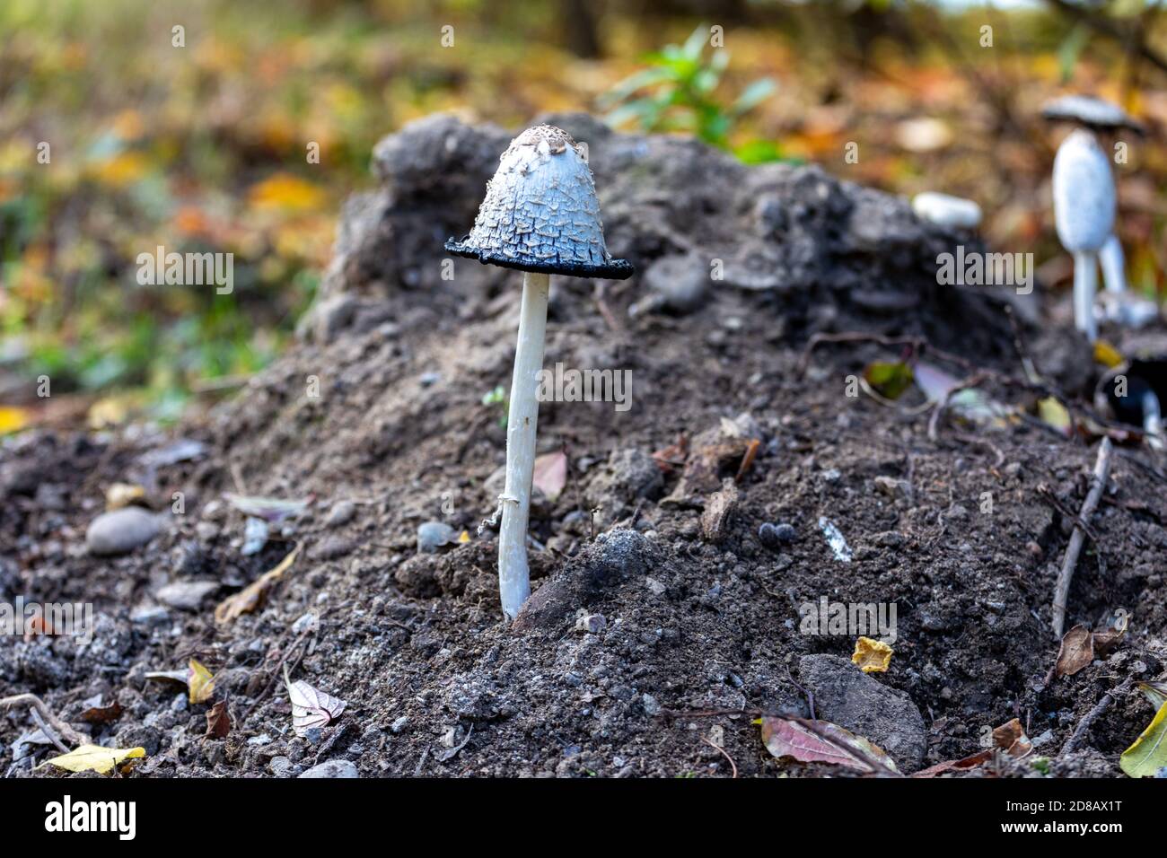 Inky caps hi-res stock photography and images - Alamy