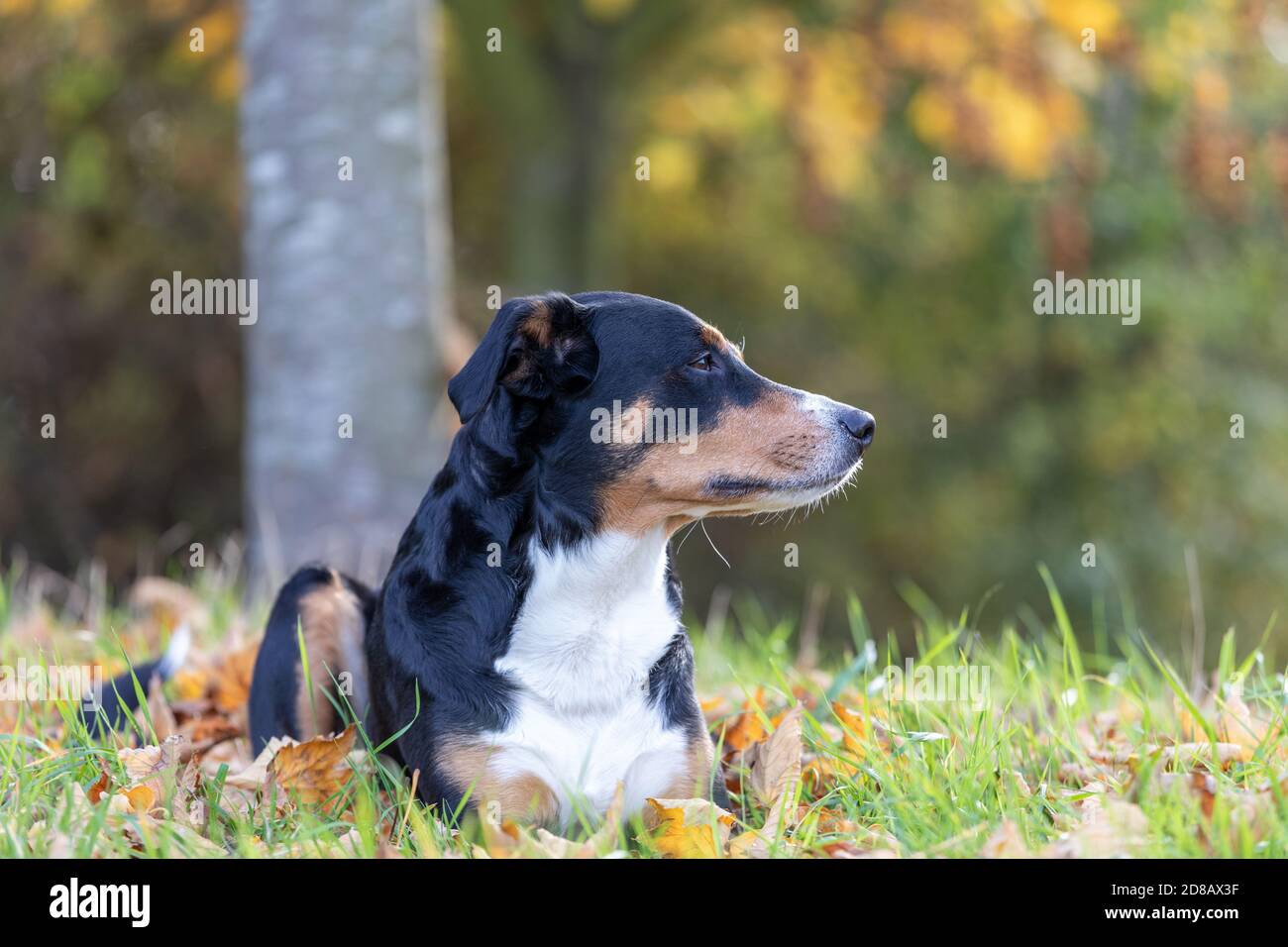 Dog Looking Away/Side view of appenzeller dog, looking away Stock Photo ...