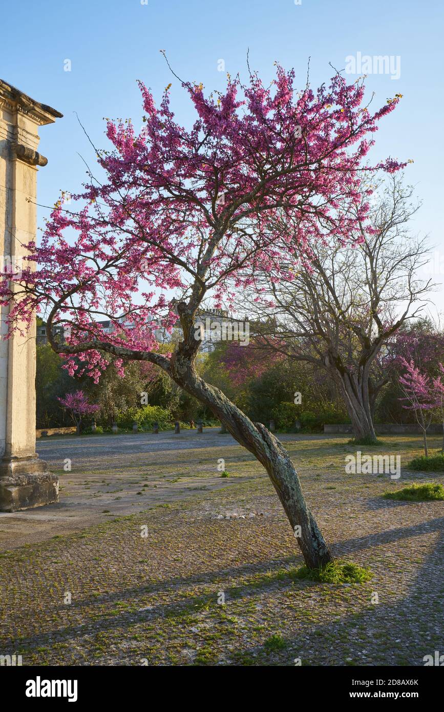 Beautiful pink leaves tree in Tomar city, in Portugal Stock Photo - Alamy