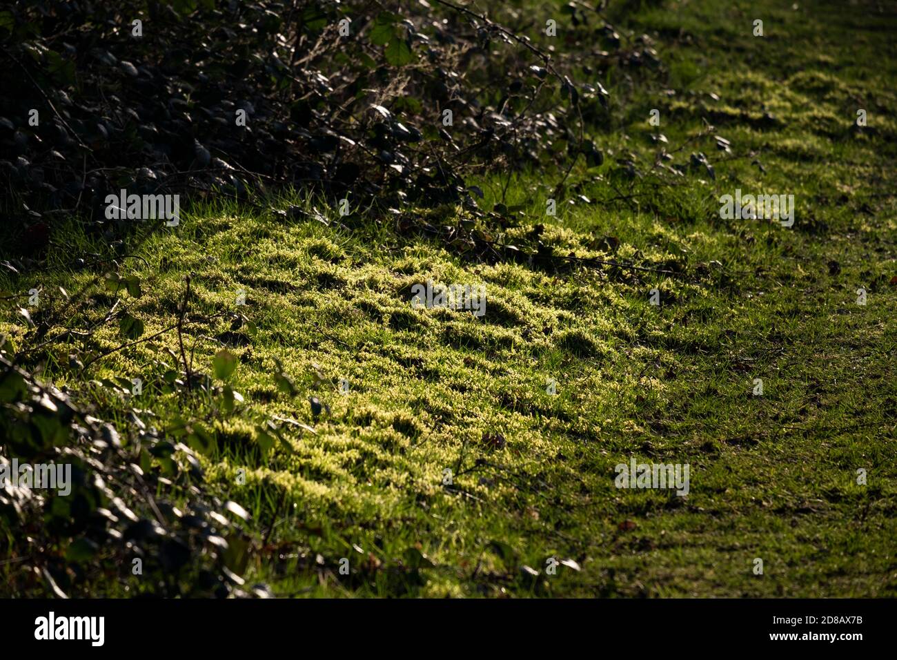 Clumpy grass hi-res stock photography and images - Alamy