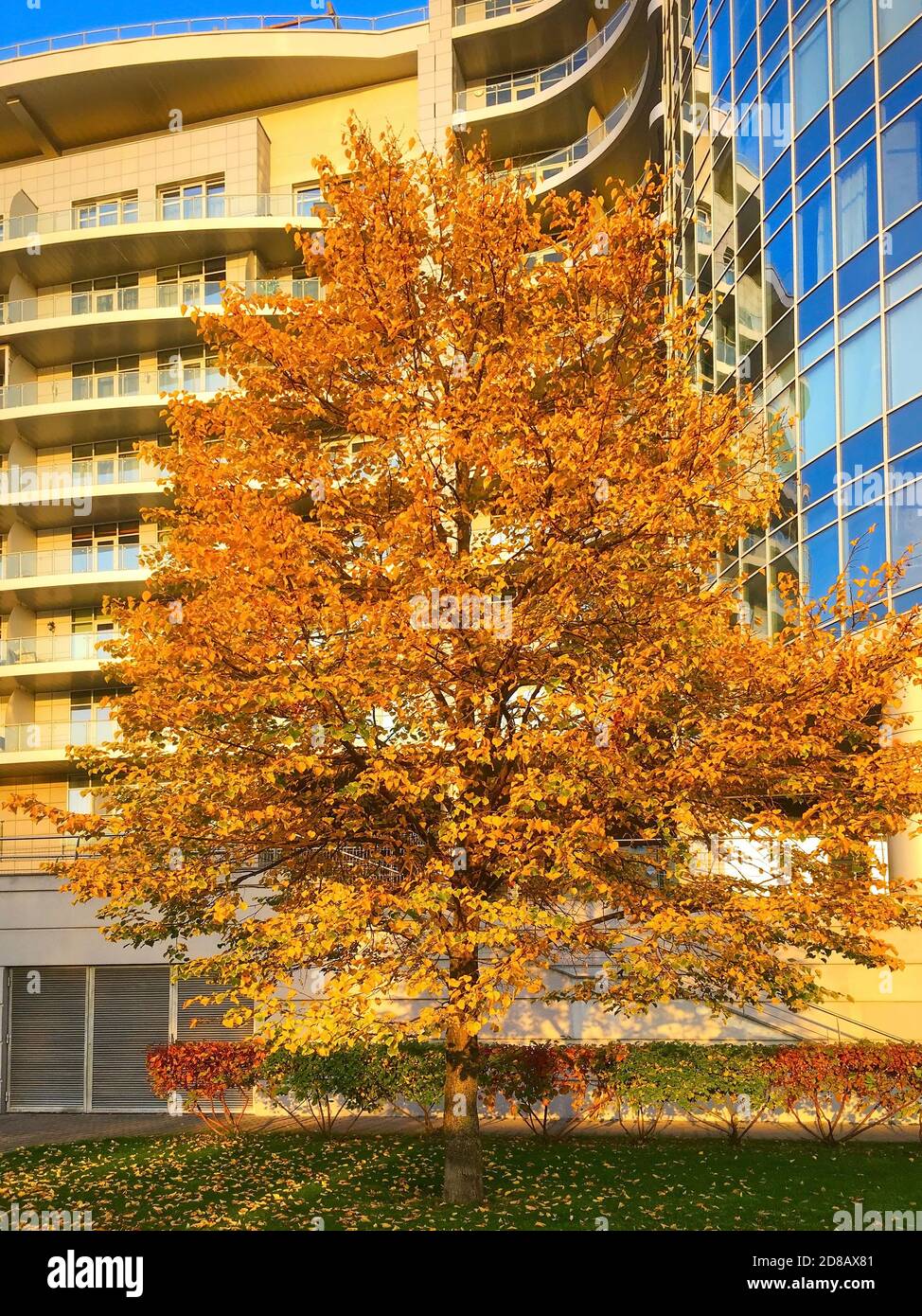 Buildings and tree hi-res stock photography and images - Alamy