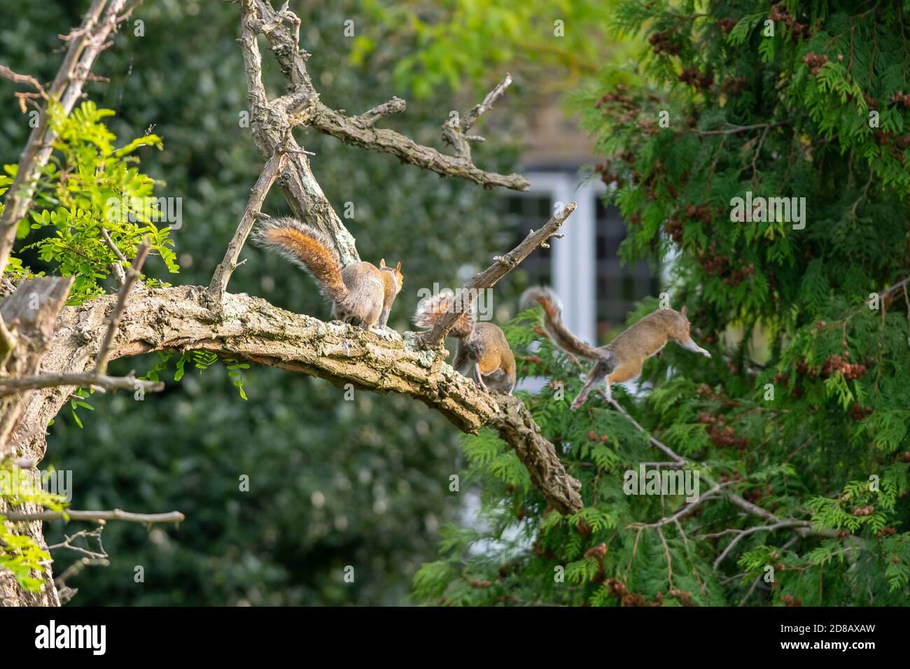 three squirrels jumping from a tree branch Stock Photo - Alamy