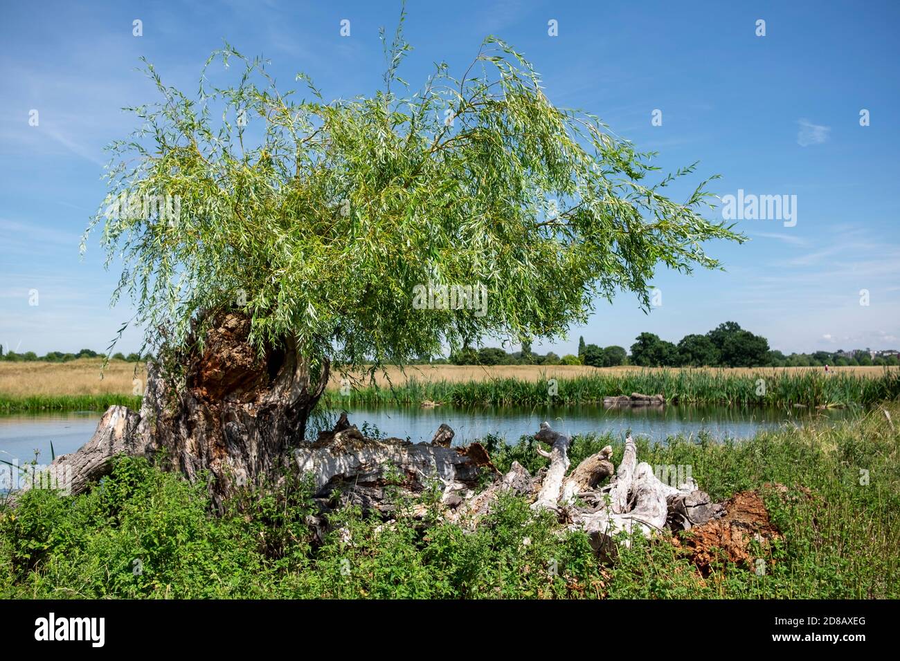 Tree by a pond hi-res stock photography and images - Alamy