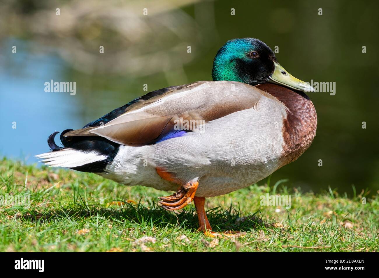 A beautiful male mallard duck standing on one leg Stock Photo - Alamy