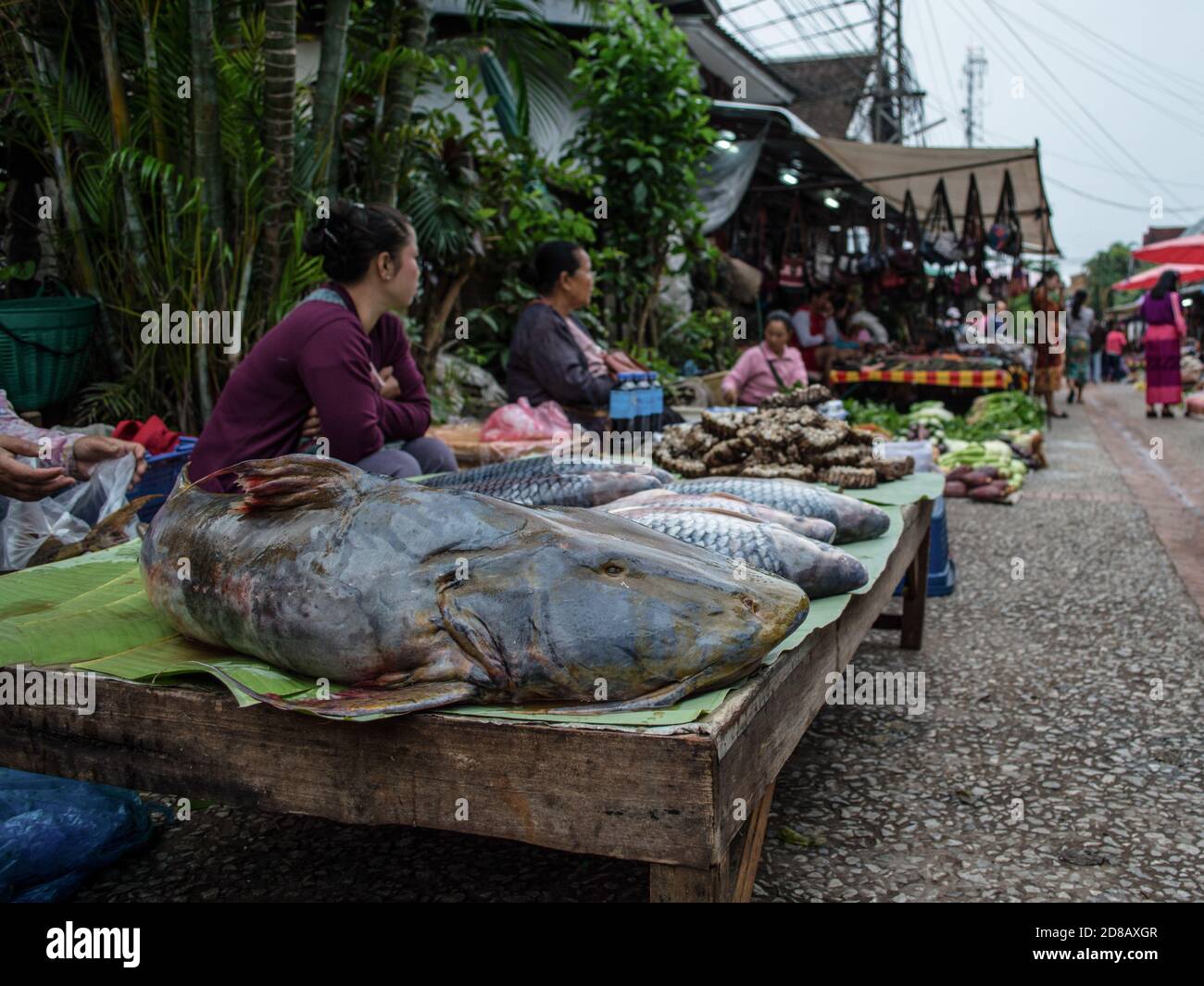 Fresh Fish Stall at the Morning Market in Luang Prabang, Laos Stock ...