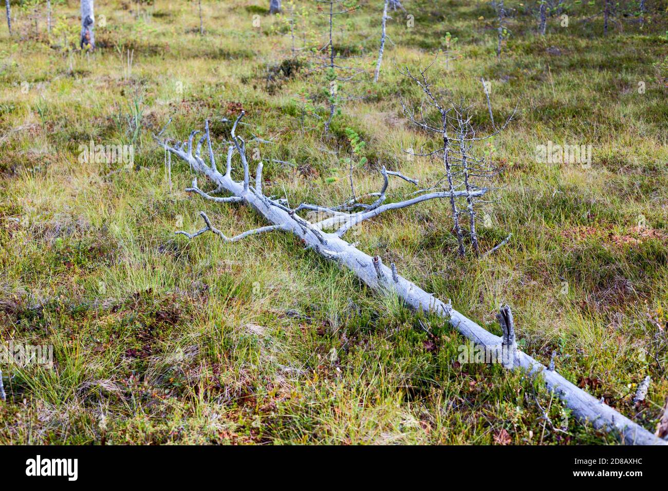 Dry fallen steam of pine, lying on wet earth of swamp. Marshlands in ...