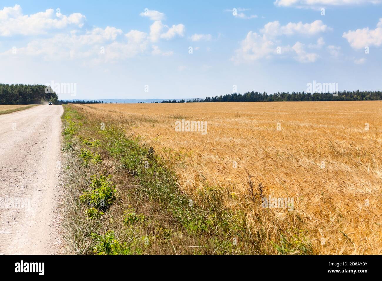 Unsurfaced dirt and dust road passing through the golden wheat ...
