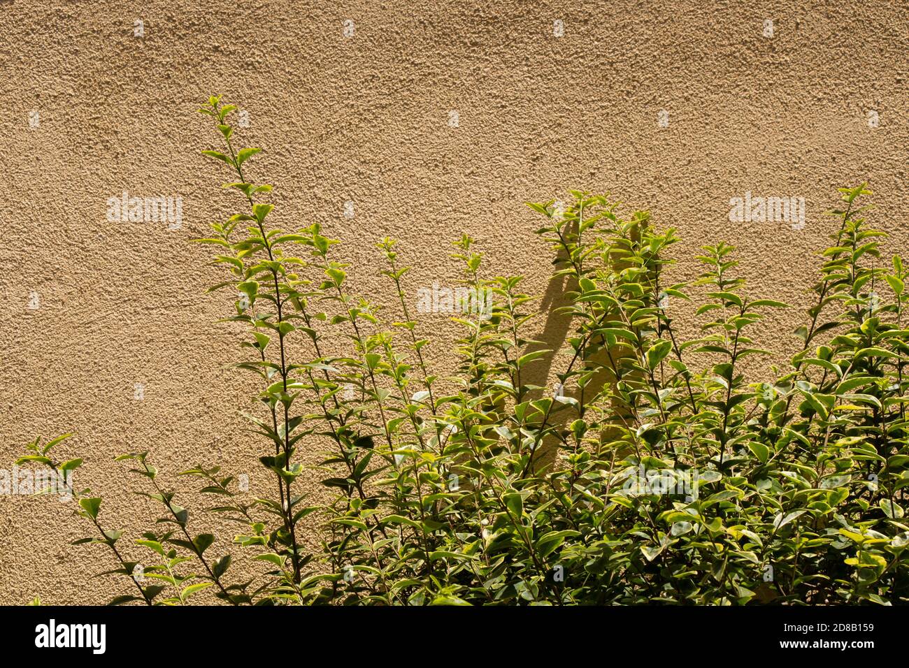 Tree stem tree stem against wall hi-res stock photography and images ...