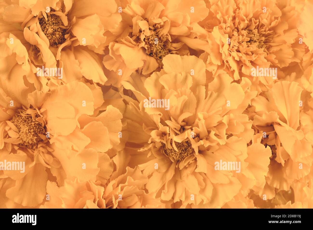 pastel orange colored blooming marigold flowers background Stock Photo ...