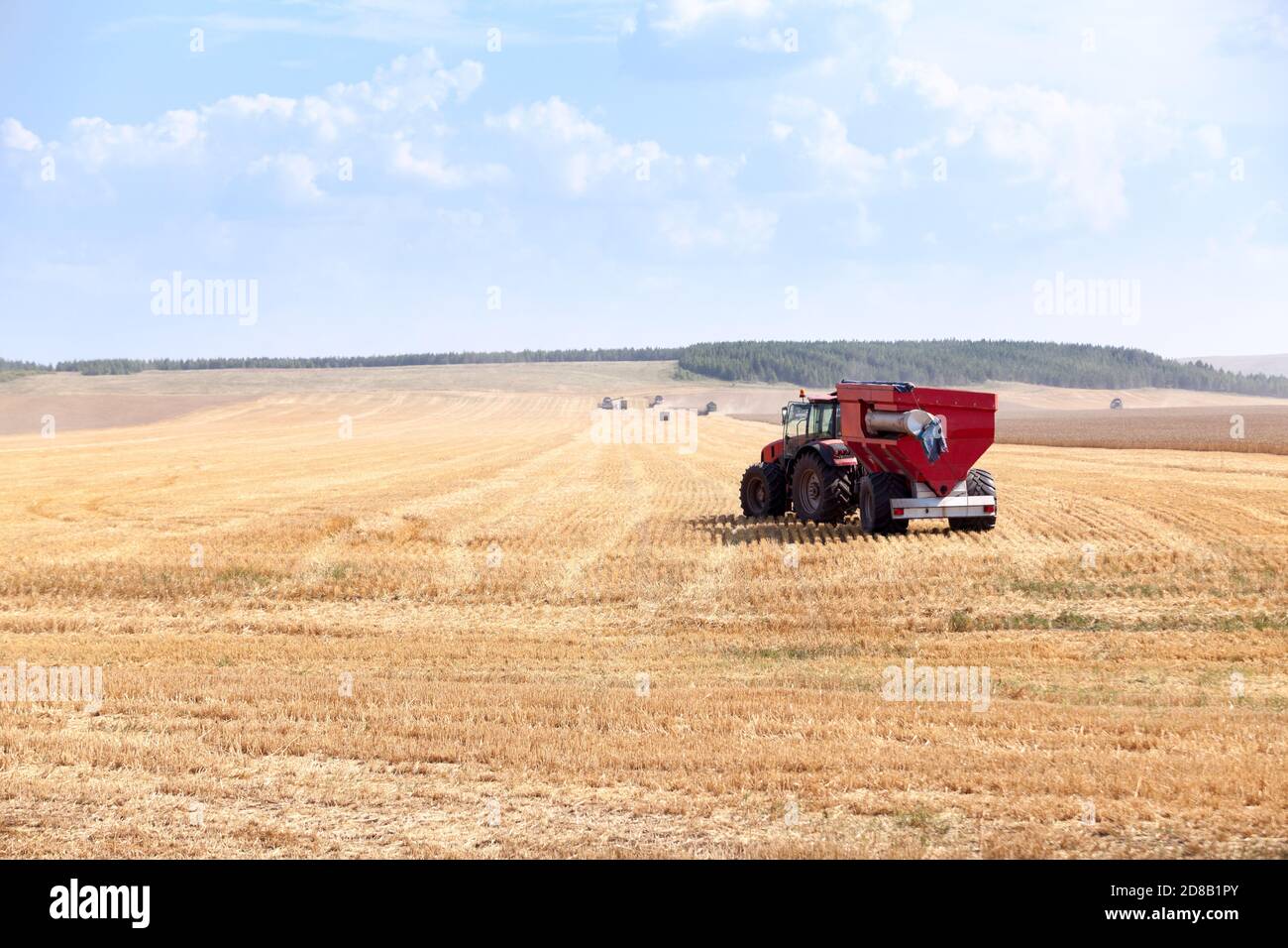Red modern tractor with trailer during wheat harvest on wheat fields ...