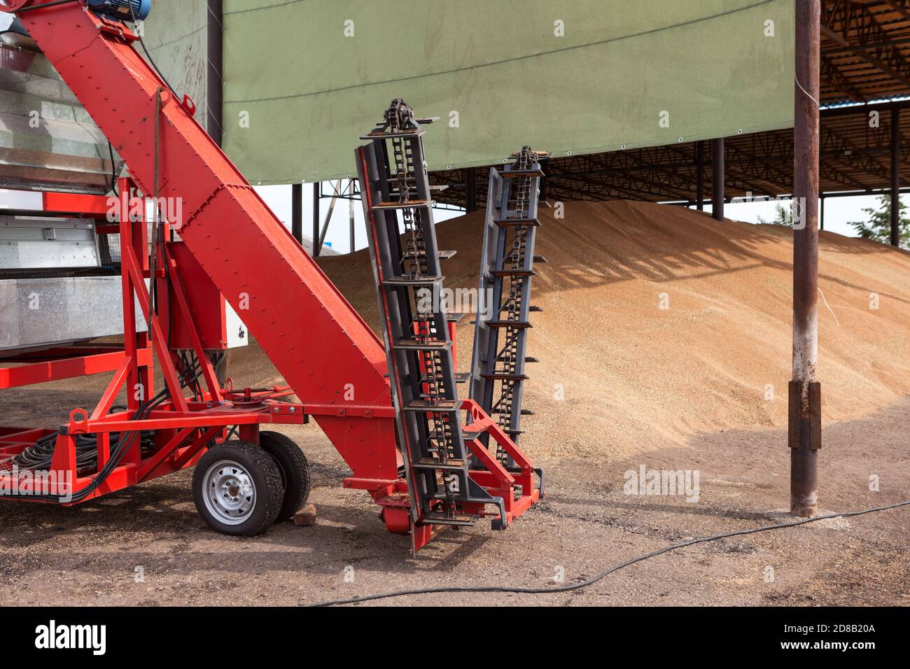 Elevating machine for wheat seed is in granary or grain storage ...